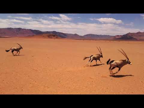 Amazing Gemsbok running in Africa videos-4k Nature (Ultra HD) | Nature's Sweet Tales.