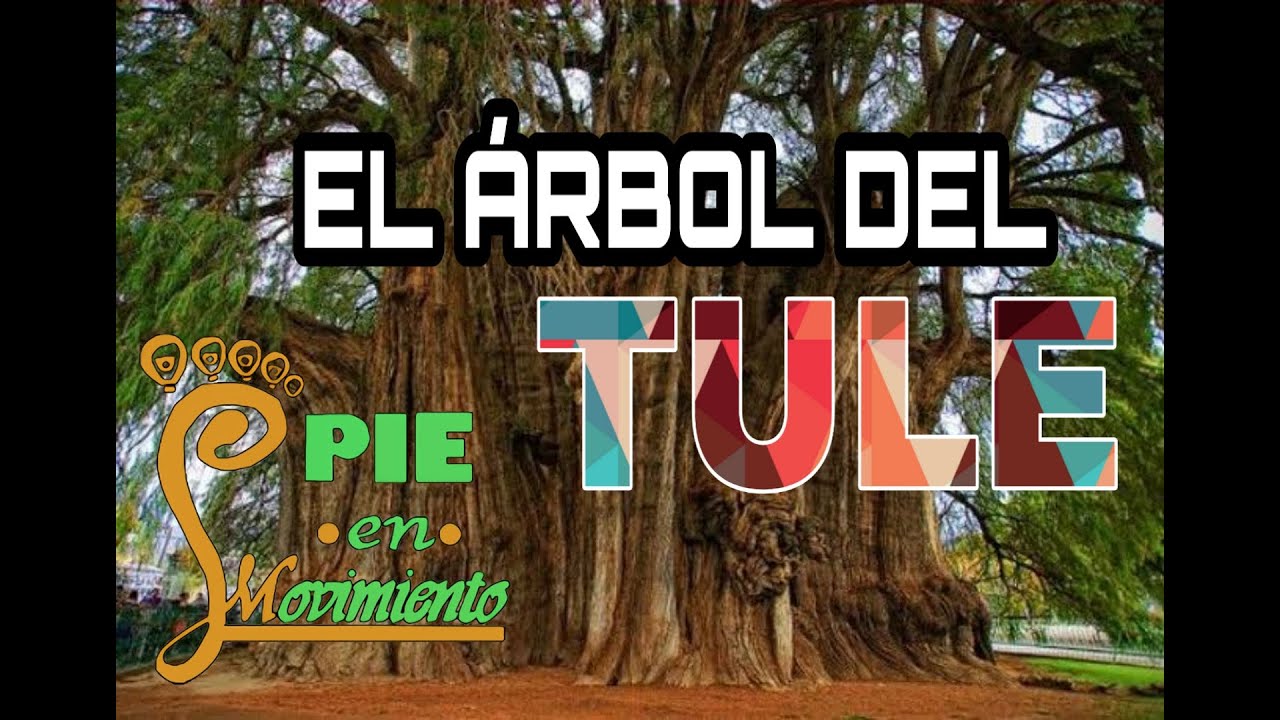 El árbol del tule - YouTube