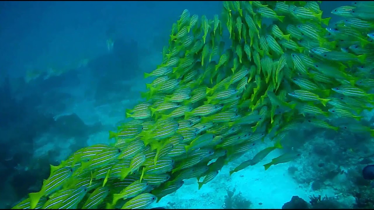 little green fish - YouTube