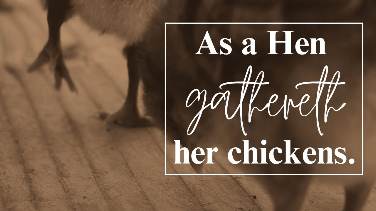 As a Hen Gathereth Her Chickens - YouTube