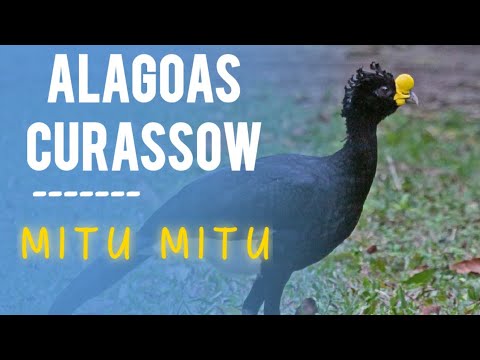 Mitu Mitu - Algoas Curassow | Mithu Mithu | Brazilian Bird | Extinct ...