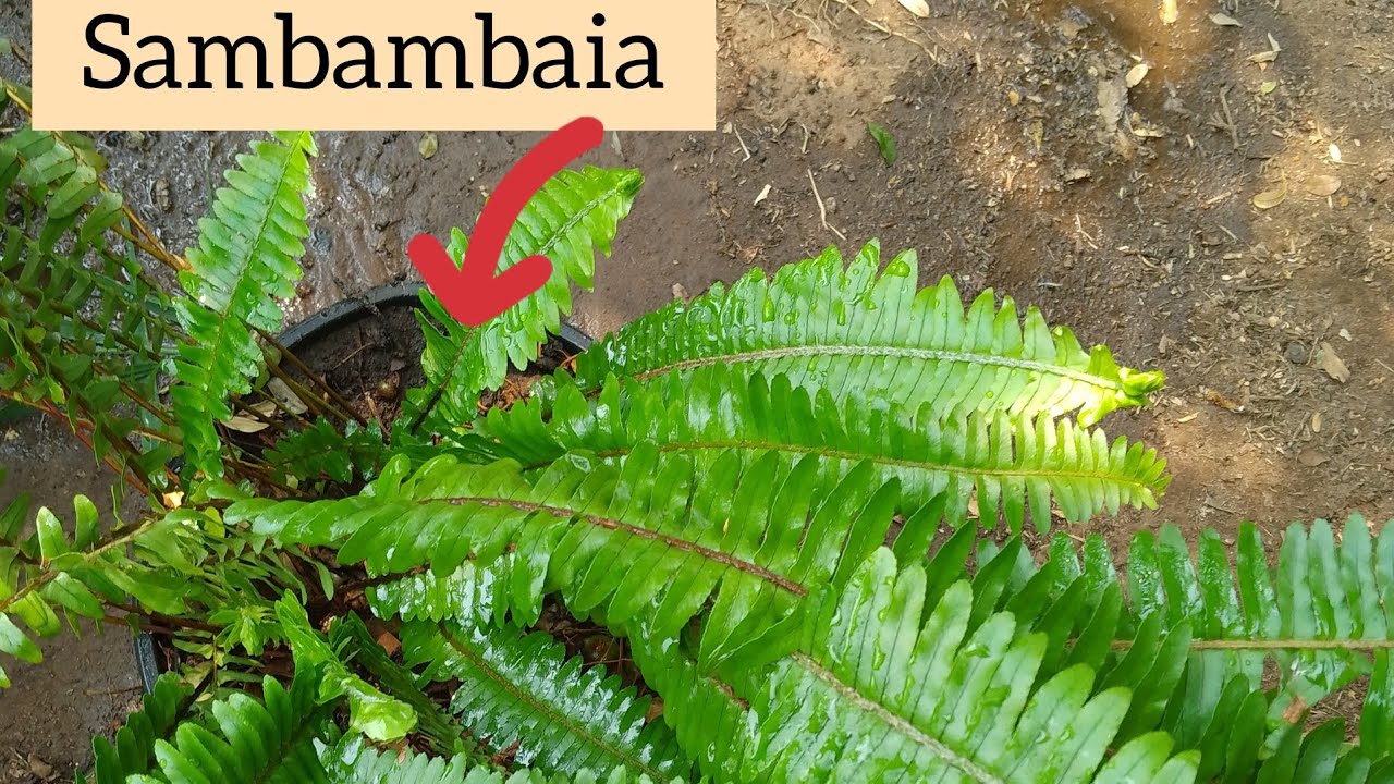 Tudo Sobre A Sambambaia. - YouTube