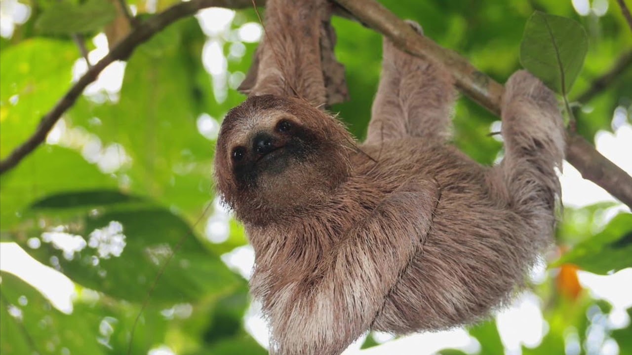 good animal - YouTube