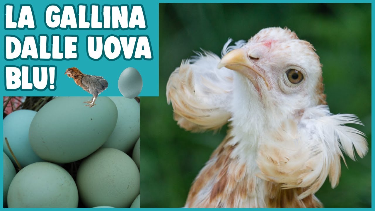 GALLINA ARAUCANA (O MAPUCHE): LA GALLINA DALLE UOVA BLU! - YouTube