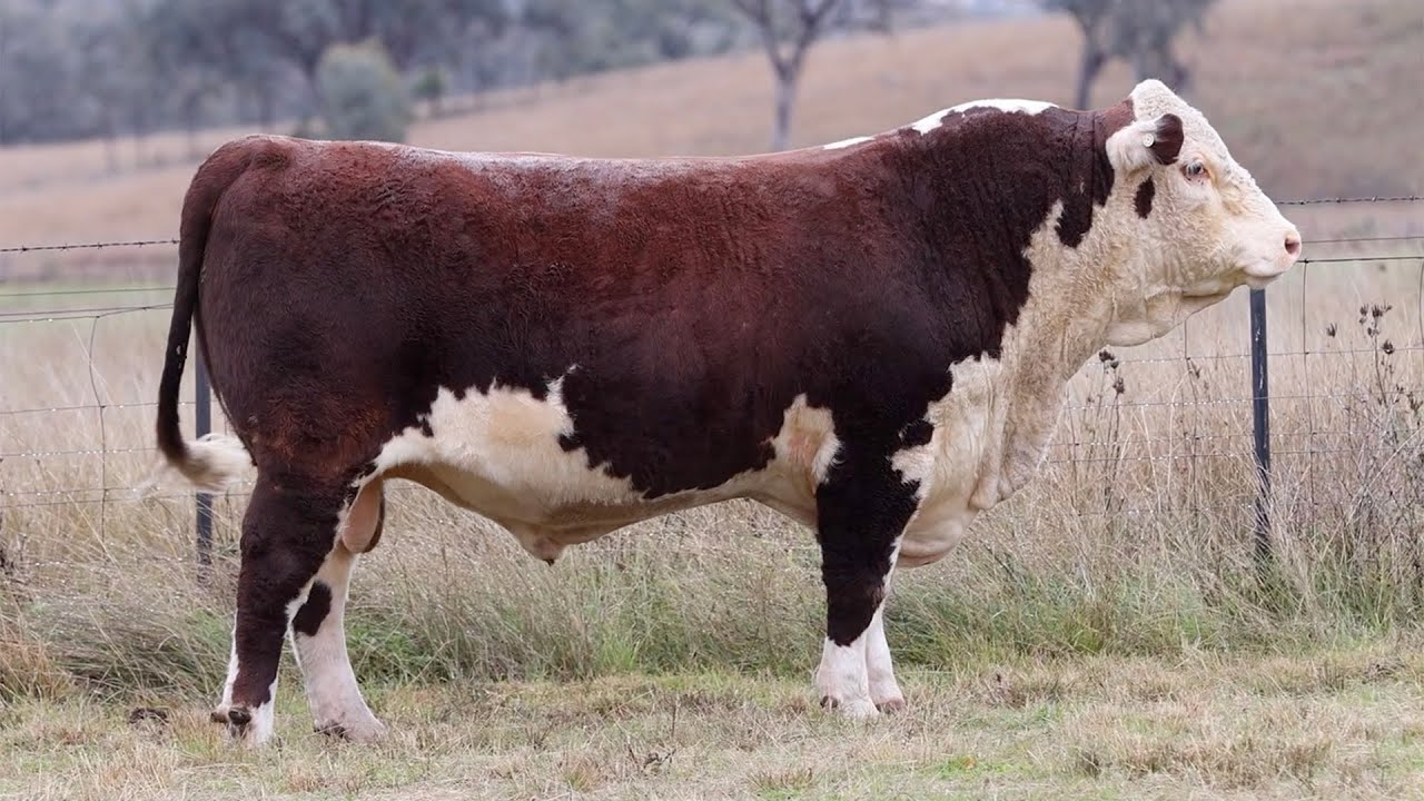 Lot 4 CDET046 Cascade 2024 - YouTube