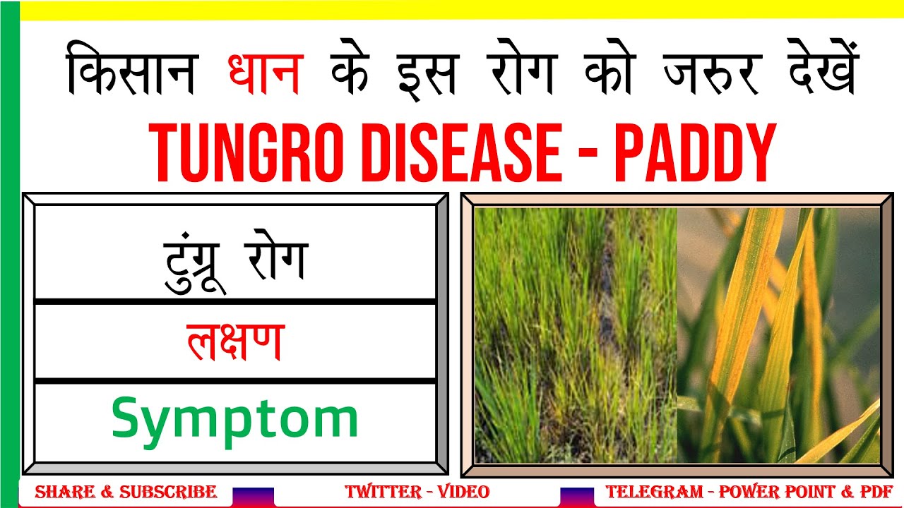 टुंगरू रोग के लक्षण - धान | Tungro Disease - Paddy | #FC27 - YouTube