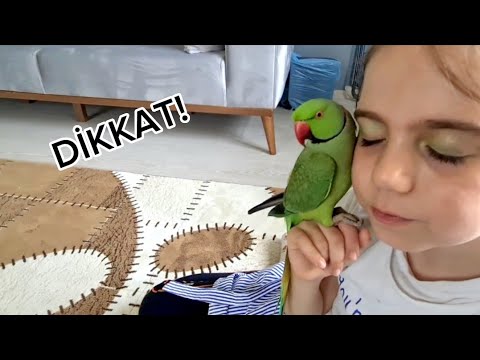 Pakistan Papağanı Alırken Dikkat!