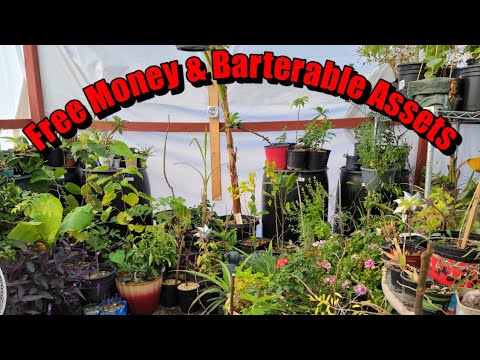 Make Passive Income & Barter Items Minimal Time/Effort - YouTube