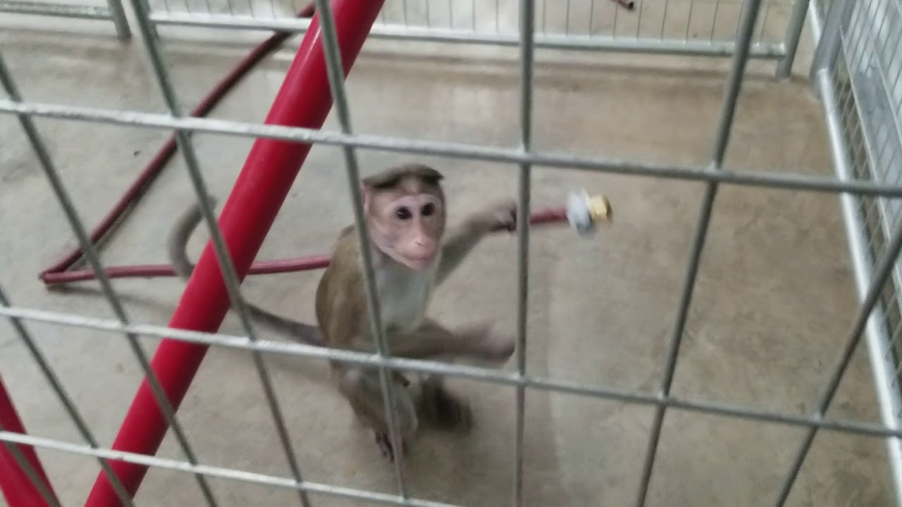 Monkey training - YouTube