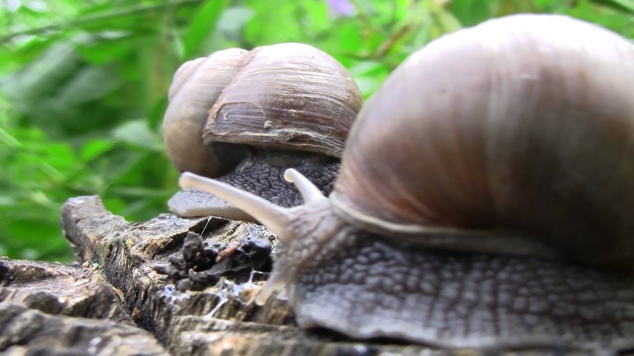 Canon Legria HF20 Video Test 2 - YouTube