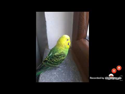🐦🐦🐦 bir kuş konmuş kapıma