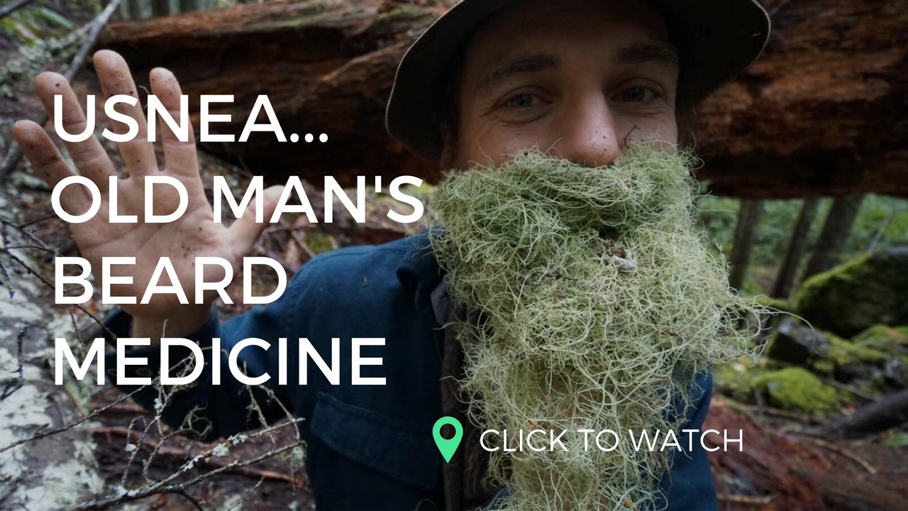 USNEA... Old Man's Beard Medicine | w. Yarrow Willard | Harmonic Arts ...
