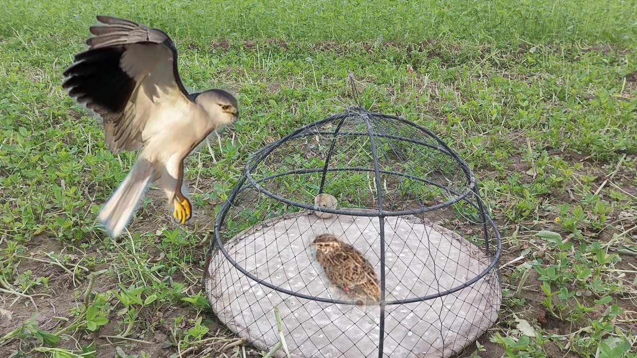 Trapping Geos Wrong || falcon trap, hawk trap, eagle trap || How to ...