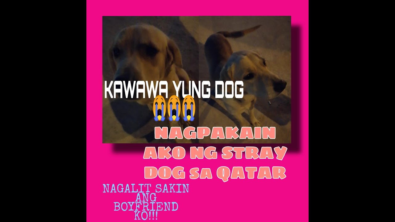 FIRST TIME KONG MAKAKITA NG ASO SA QATAR | ASONG KALYE SA QATAR ...