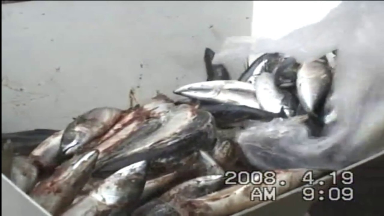 fish meal| how to make fish meal| fish meal factory process|Fish powder ...