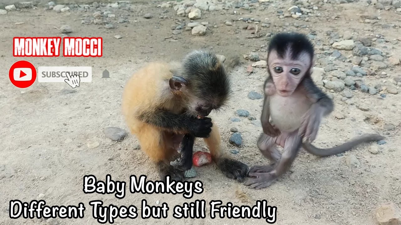 Poor Baby Monkeys looks Very Hungry, They are Eating fruit Together ...