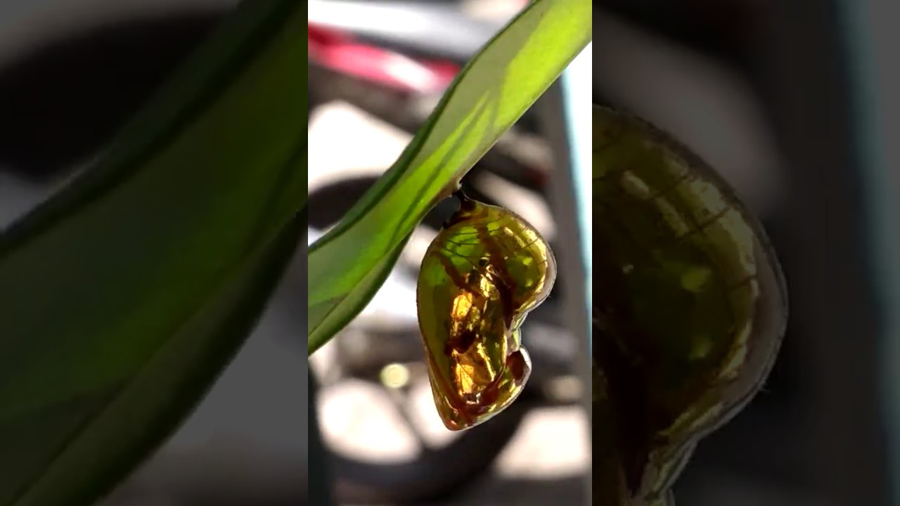 golden cocoon - YouTube