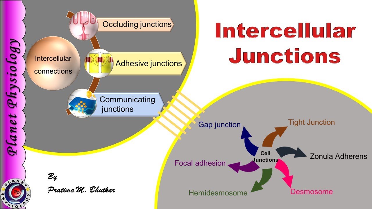 Intercellular junctions - YouTube