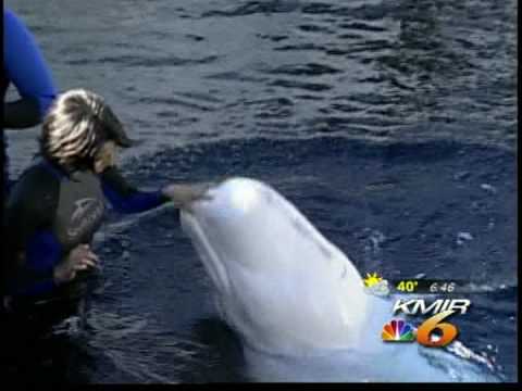 Seaworld Wild Arctic - YouTube