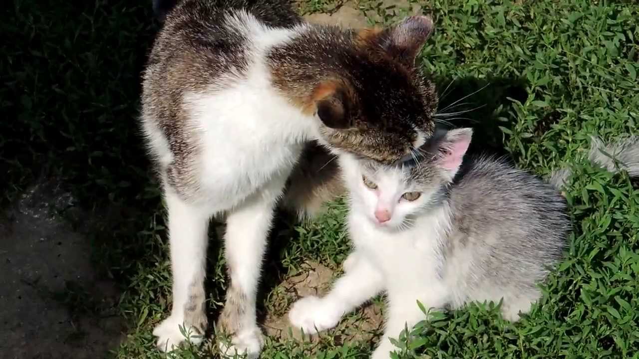 Cat Cuteness Overload - YouTube