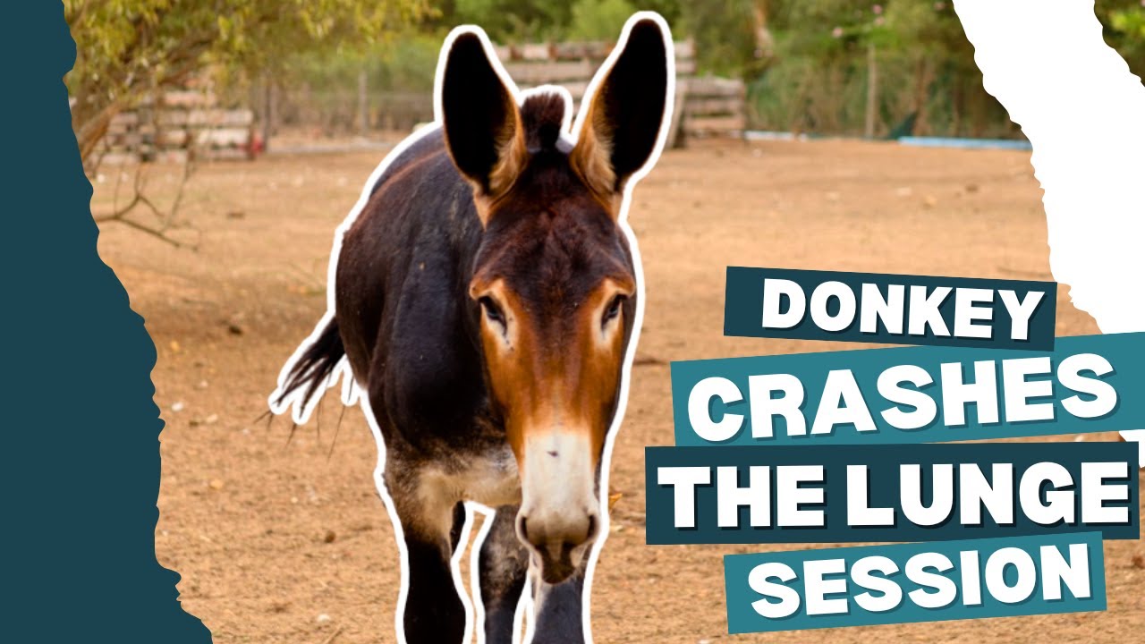 Buks the Donkey Crashes the Lunge Session! - YouTube
