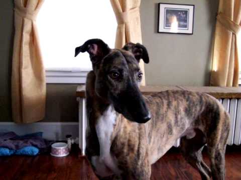 Spencer's Greyhound Howl - YouTube