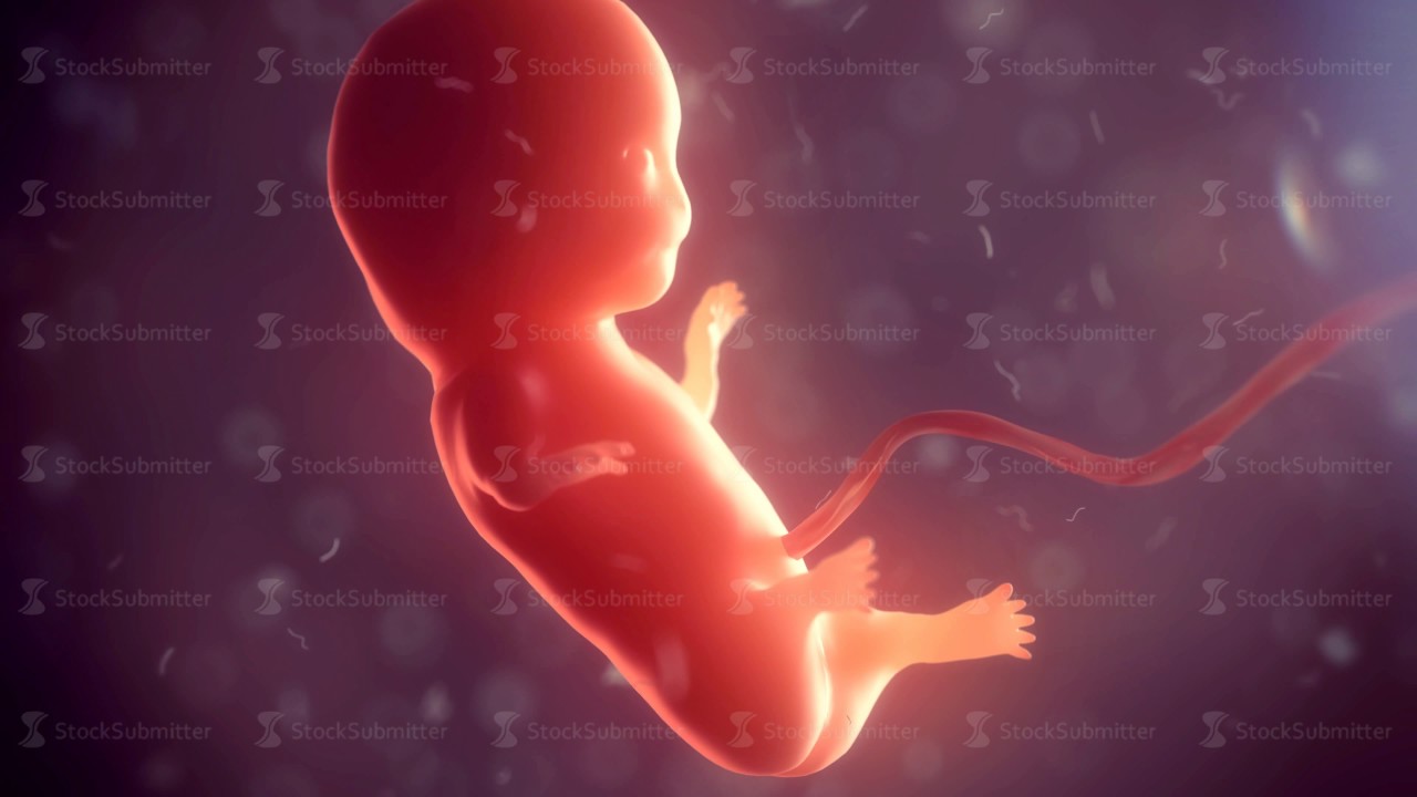 Human embryo timelapse of born, 4k 3d animation reel, fetus growth ...