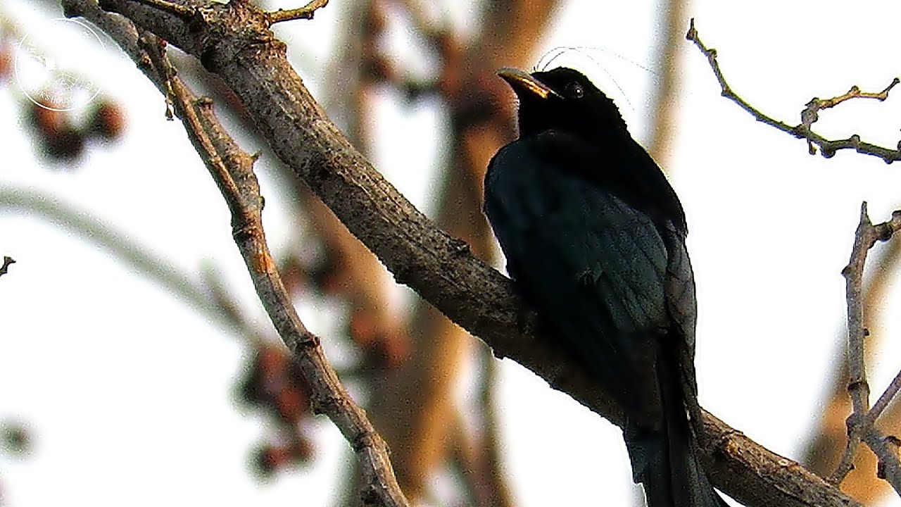นกแซงแซวหงอนขน (Hair-crested Drongo) Dicrurus hottentottus (Linnaeus ...