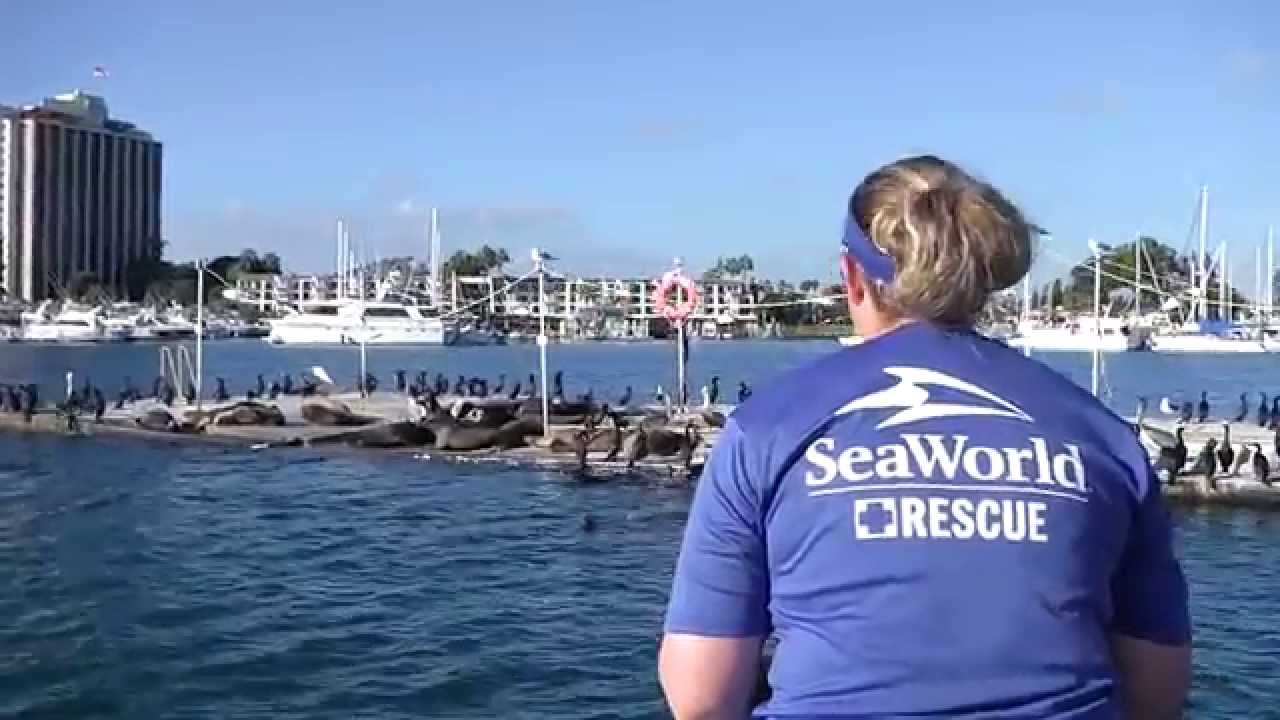 A Second Chance: Behind the Rescue | SeaWorld San Diego - YouTube