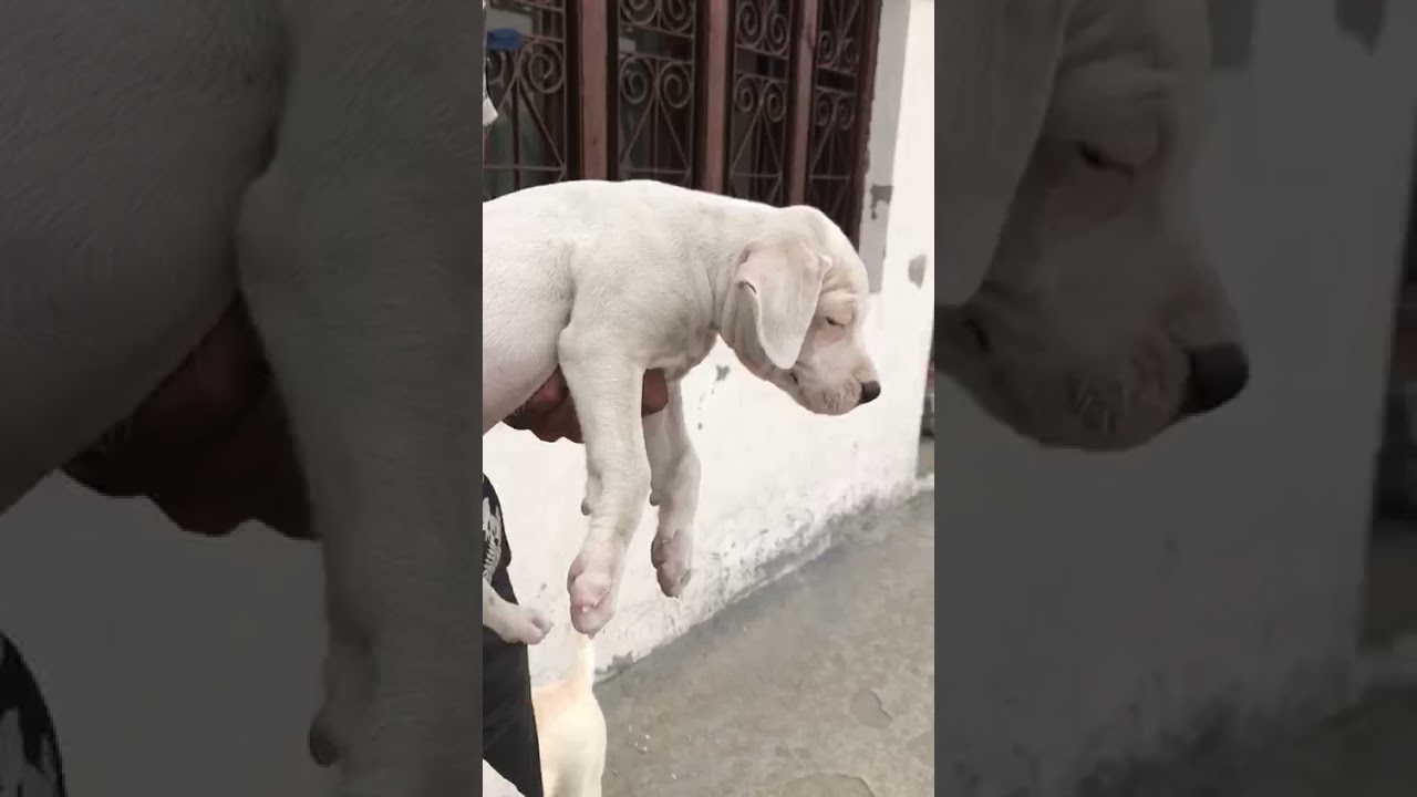 india chempiyan rokey blood line Dogo Argetino female puppy for sale ...