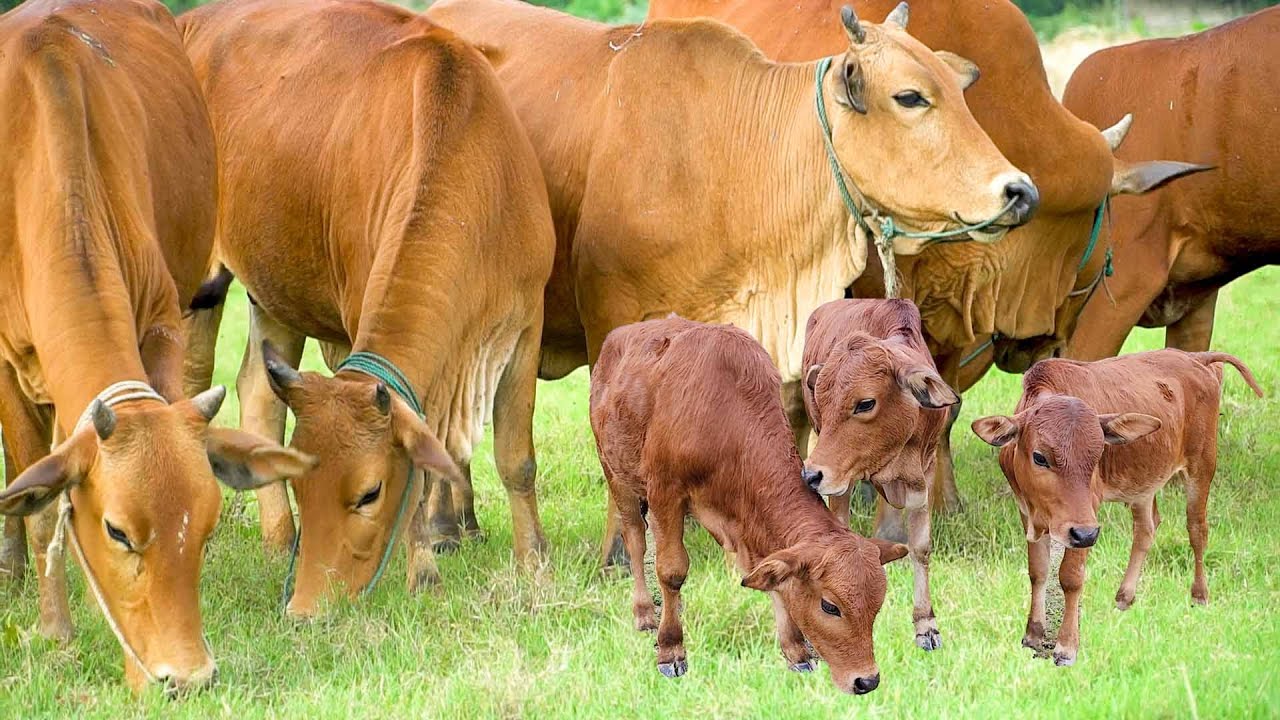 con bò - lk nhạc con bò - tổng hợp nhạc con bò - bài hát con bò - YouTube