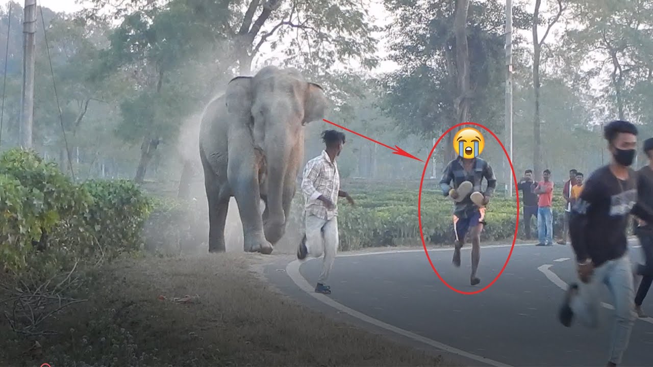 Elephant Attack || The Wild Hub || - YouTube