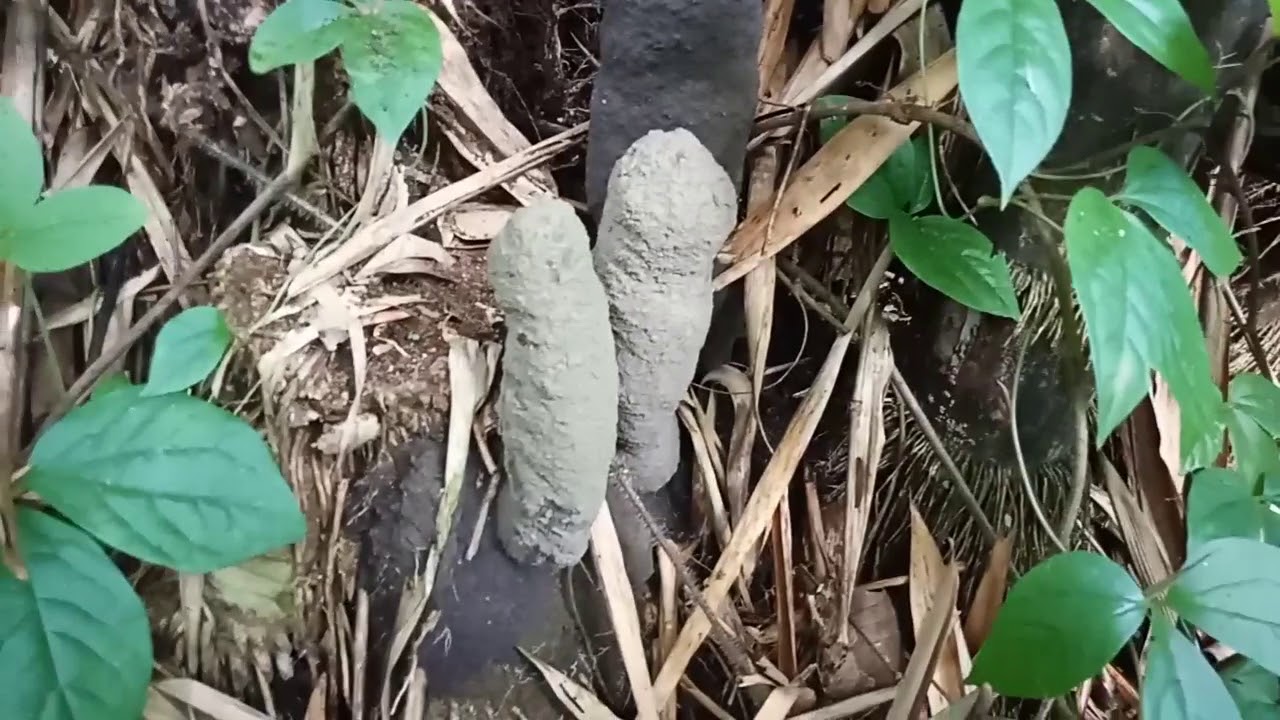 Mencari anak Bambu(Rebung) - YouTube