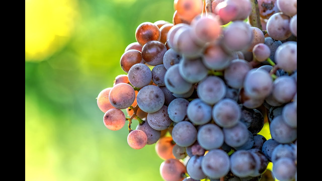 Harvest 2022 - Clover Pond Vineyard - YouTube