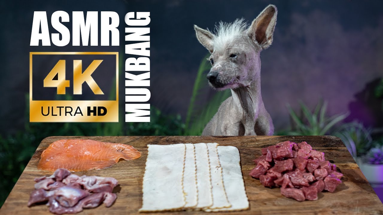 ASMR Shakira Eating Raw Salmon, Smoked Turkey, Chicken Gimblet & Diced ...