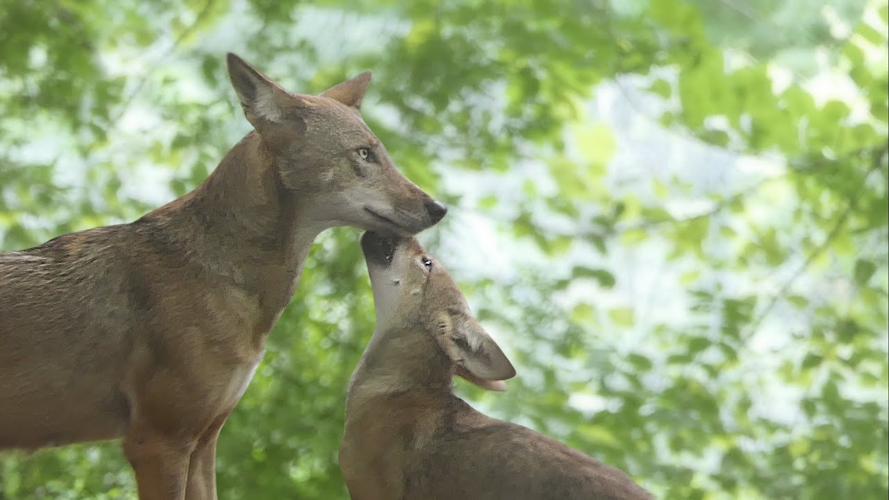 Red Wolf Pups Share Howls and Kisses With Mom - YouTube