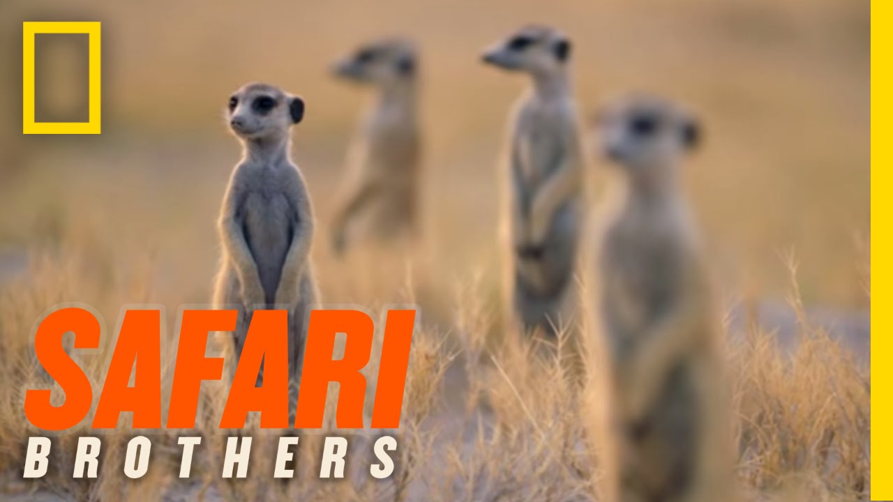 Curious Kats | Safari Brothers - YouTube