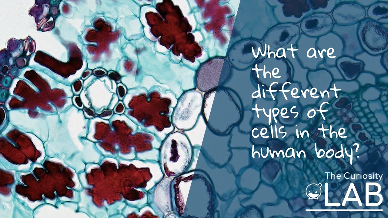 What Are The Different Types Of Cells In The Human Body YouTube what-are-the-different-types-of-cells-in-the-human-body-youtube