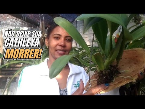 Ofereça um bom cultivo para as suas Cathleyas, replante assim e ...