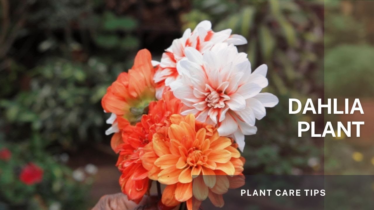 Dahlia Plant - Easy tips on plant care, propagation, blooms and ...