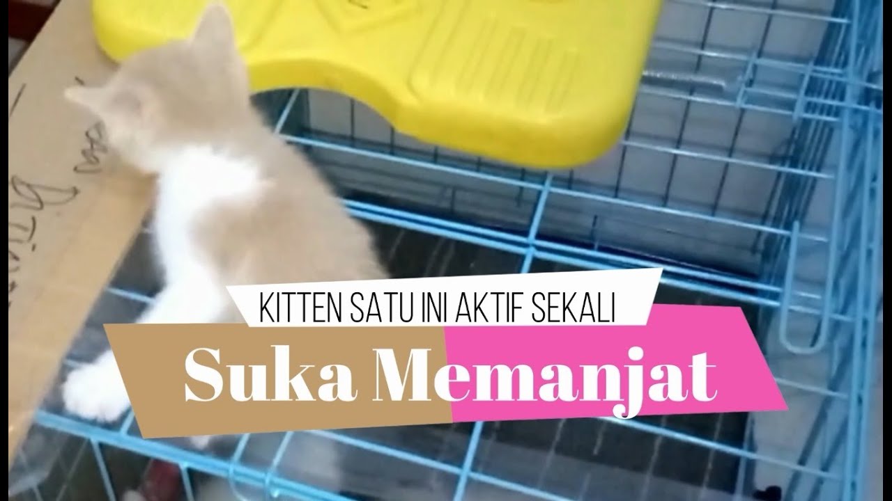 ANAK KUCING AKTIF SUKA MANJAT KANDANG | KUCING PERSIA - YouTube
