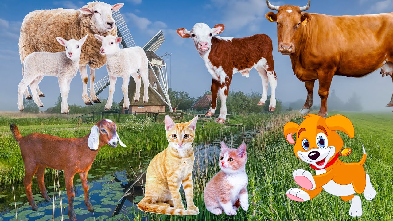 Cute little animals playing: kittens, calves, sheep, dogs, goats - cute ...