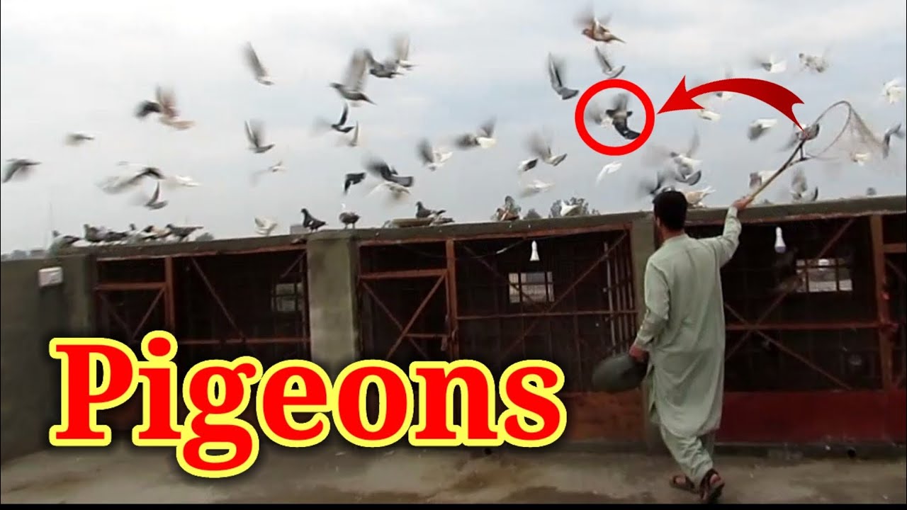 bazi wala kabutar video | kabutar bazi tournament | top 10 high flying ...