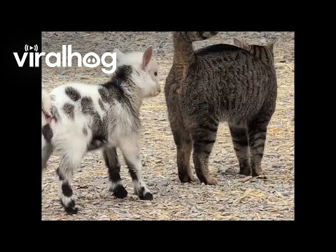 Cat and Baby Goat Have an Adorable Friendship || ViralHog