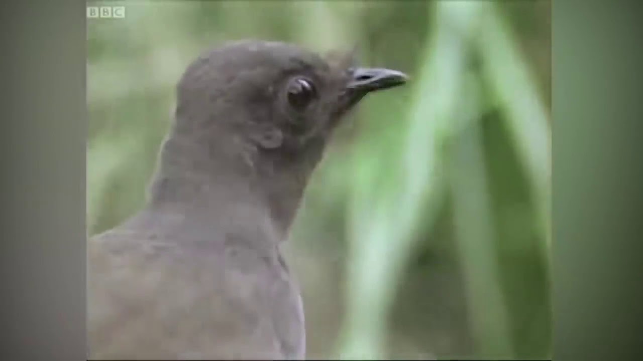 Lyre Bird Imitating 20 different species - Listening Exercise - YouTube