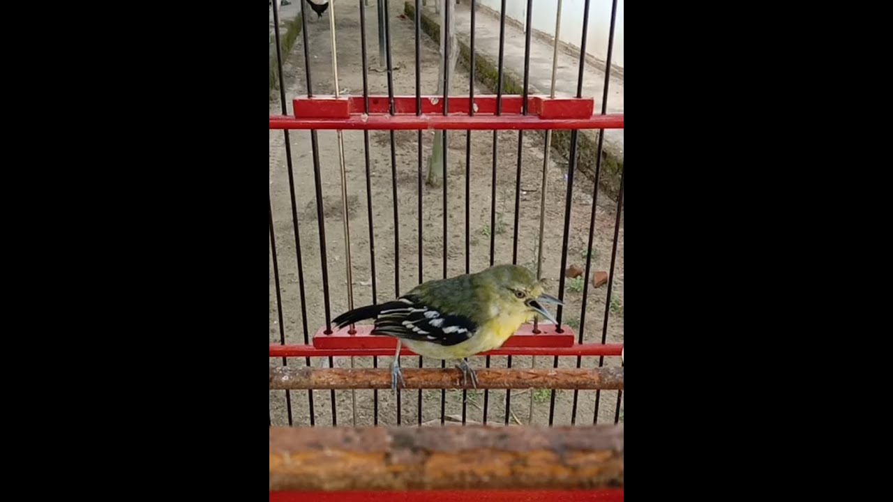 Suara burung sirpu siul-siul - YouTube