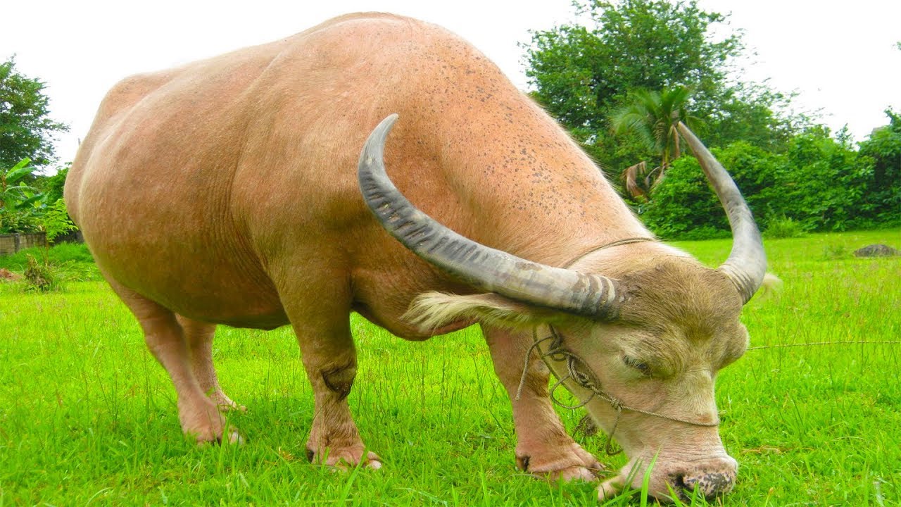 Bài Hát Con Trâu Đi Cày | Nhạc Thiếu Nhi Vui Nhộn Sôi Động Cho Trẻ Em ...