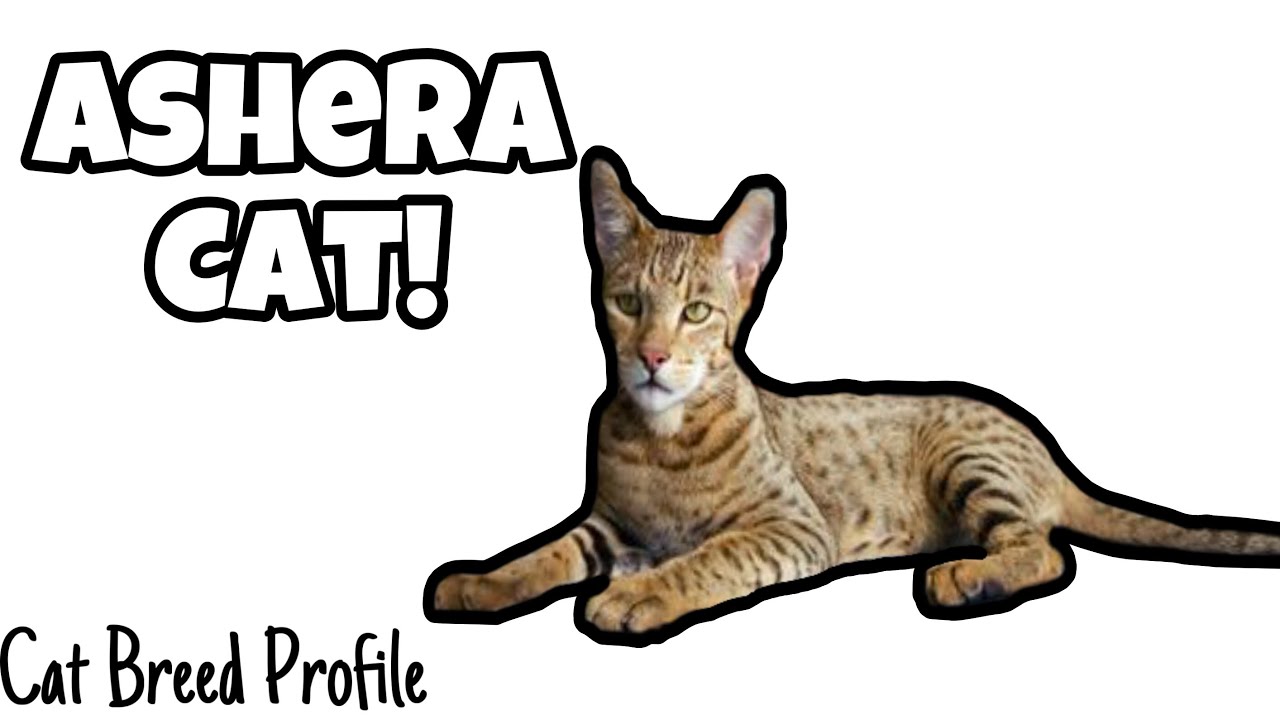 Ashera Cat! -Cat Breed Profiles- - YouTube