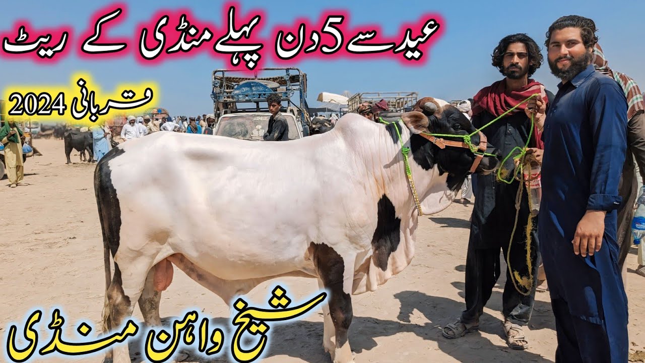 Sheikh Wahan Cow Mandi Latest video Qurbani 2024 | cholistani, Ablk ...