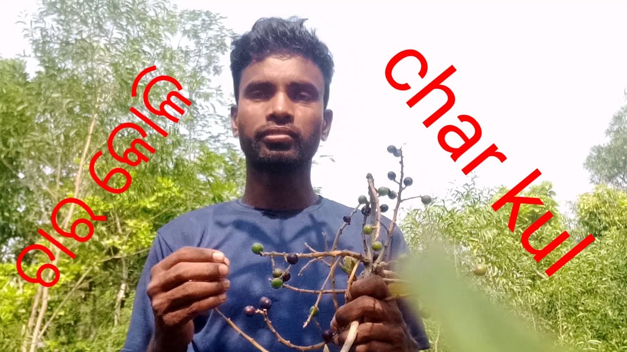 ଚାର କୋଳି /char kul /forest fruit char koli - YouTube